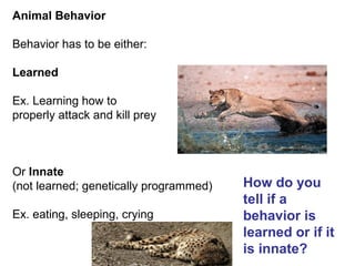 Animal Learned Behavior