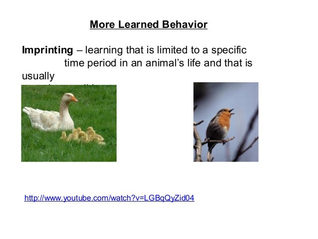 Animal Behavior