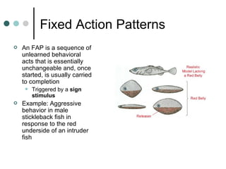 Animal behavior | PPT
