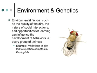 Animal behavior | PPT