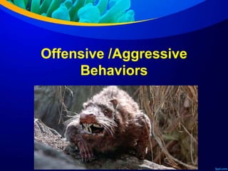 Aggressive Behavior In Animals