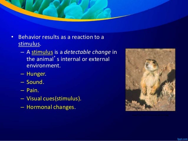 Animal behavior
