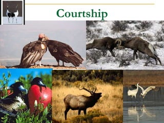 Animal behavior | PPT