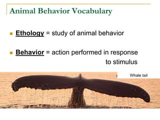 Animal behavior | PPT