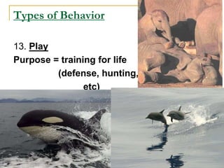 Animal behavior | PPT
