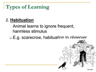 Animal behavior | PPT