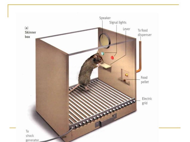 Animal behavior | PPT | Parenting Babies and Toddlers | Parenting