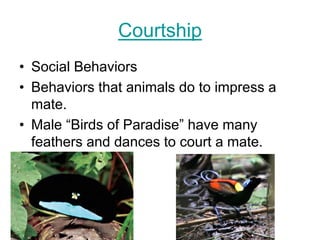 Animal Behavior.ppt