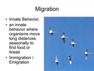 Animal Behavior.ppt