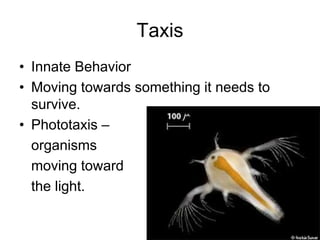 Animal Behavior.ppt