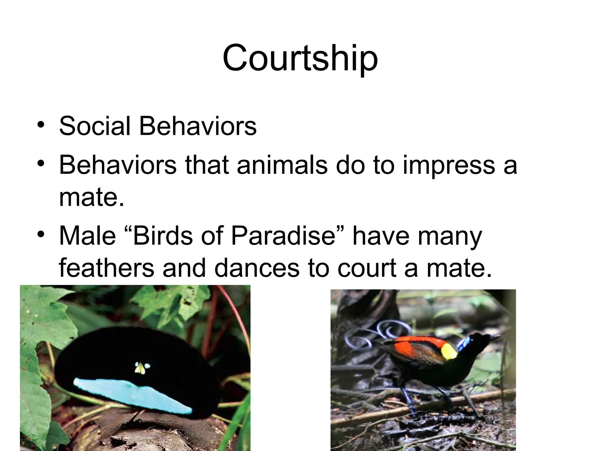Animal Behavior ppt for zoology students | PPT