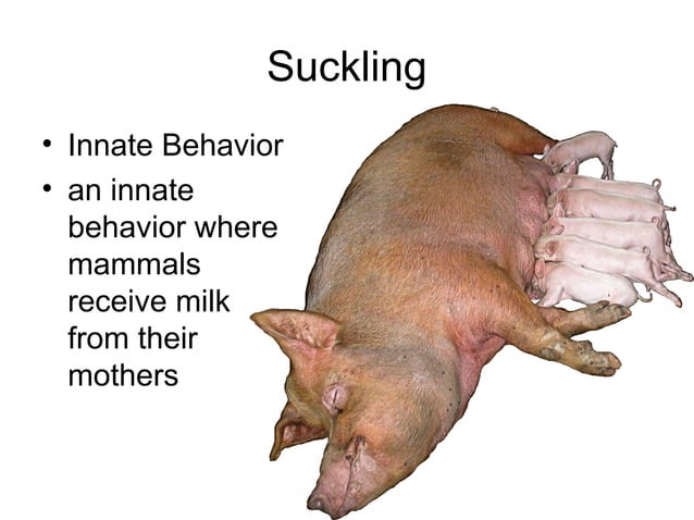 Animal Behavior ppt for zoology students | PPT
