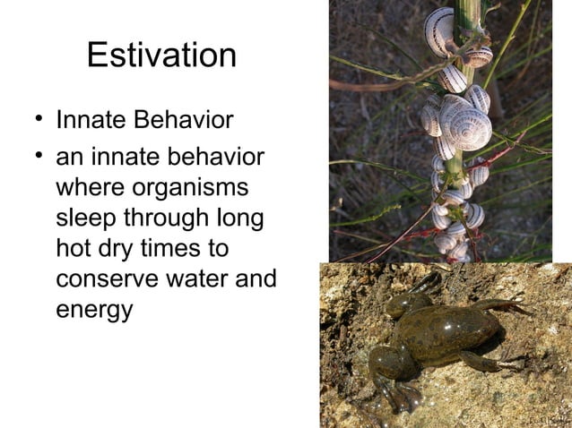 Animal Behavior ppt for zoology students | PPT