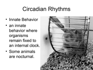 Animal Behavior ppt for zoology students | PPT