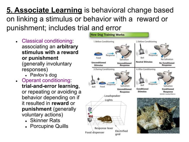 Animal Behavior.ppt.pdffukkvvfddddddfghjiihg | PPT