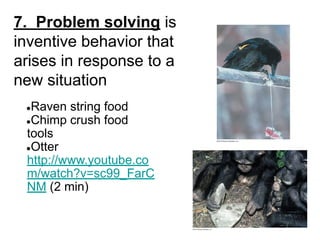 Animal Behavior.ppt.pdffukkvvfddddddfghjiihg | PPT