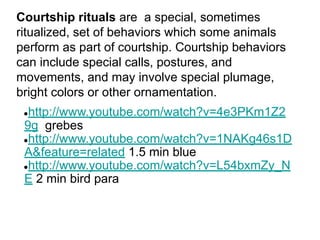 Animal Behavior.ppt.pdffukkvvfddddddfghjiihg | PPT