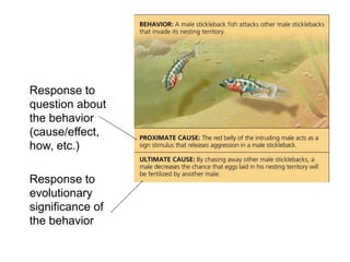 Animal Behavior.ppt.pdffukkvvfddddddfghjiihg | PPT