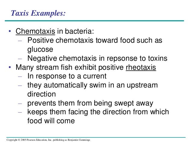 Animal behavior 2012 2013