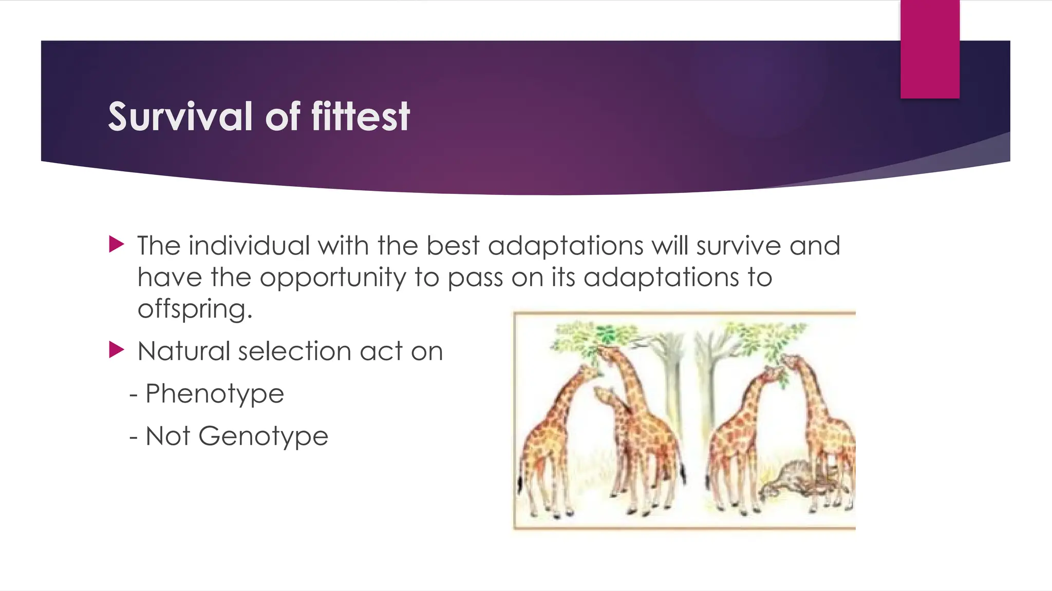 Animal Behavior and Theory of Natural Selection 5th.pptx