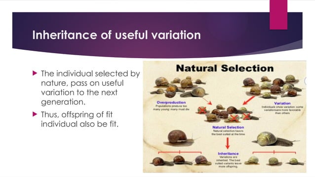 Animal Behavior and Theory of Natural Selection 5th.pptx