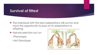 Animal Behavior and Theory of Natural Selection 5th.pptx