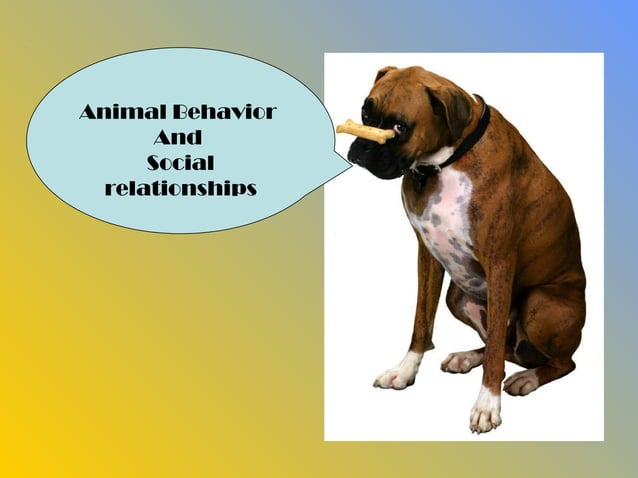 Animal behavior and social relationships | PPT | Dogs | Pets