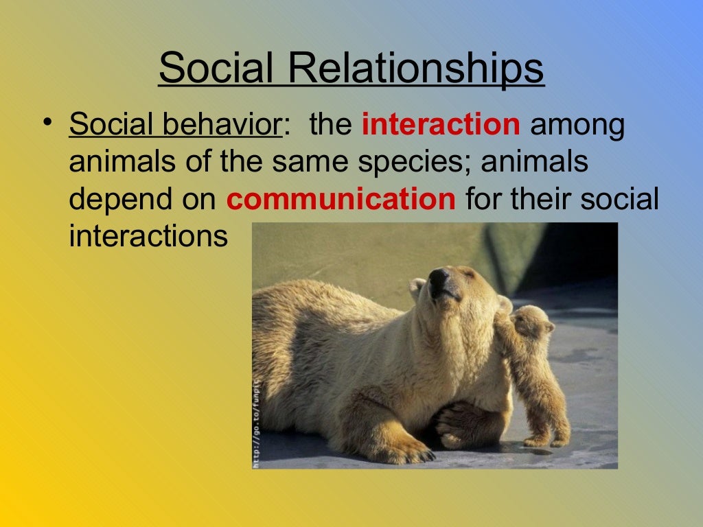 Animal behavior and social relationships