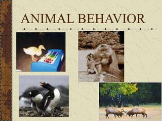 animal behavior and welfare.ppt which is used to introduce the ...