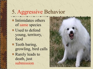 animal behavior and welfare.ppt which is used to introduce the ...