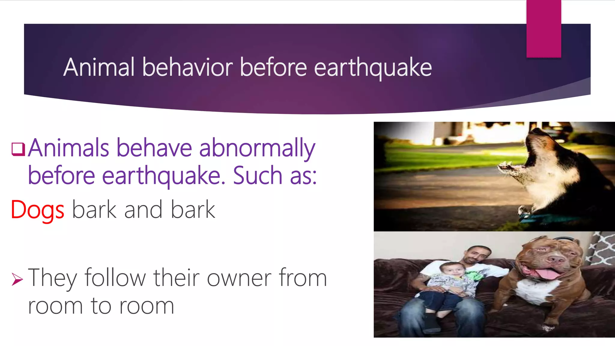 Animal behavior before earthquake | PPTX