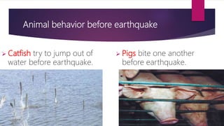Animal behavior before earthquake | PPTX