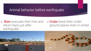 Animal behavior before earthquake | PPTX