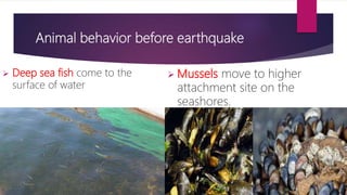 Animal behavior before earthquake | PPTX