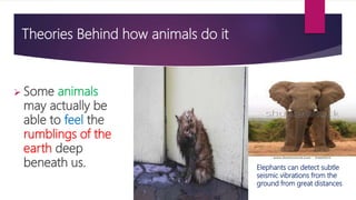 Animal behavior before earthquake | PPTX
