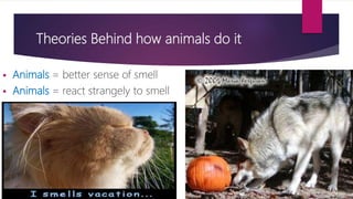 Animal behavior before earthquake | PPTX