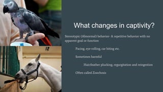 Animal behavior in captivity | PPTX
