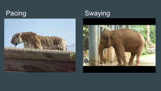 Animal behavior in captivity | PPTX