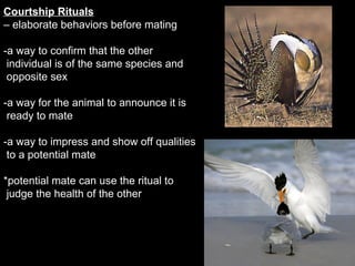 Animal Behavior Part 2 | PPT