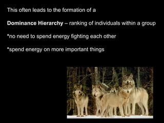 Animal Behavior Part 2 | PPT