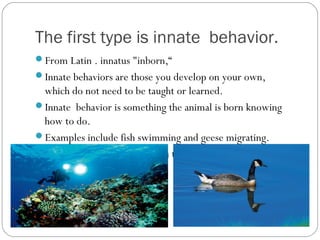 Animal behavior powerpoint | PPT