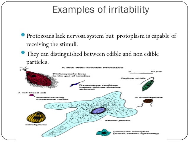 Animal behavior powerpoint