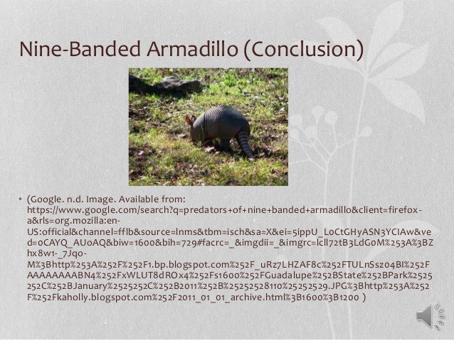 animal-behavior-project-online-presentation