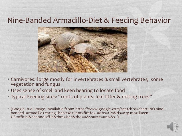 Animal Behavior Project Online Presentation Animal Behavior Project Online Presentation