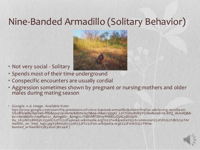 Animal Behavior Project Online Presentation Animal Behavior Project Online Presentation