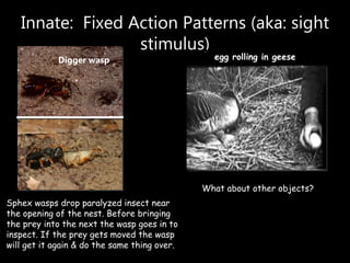 Animal Behavior and it's type to show the | PPT