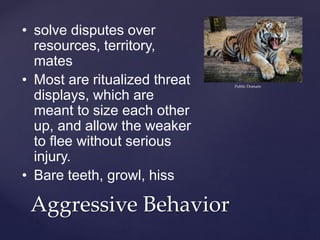 Animal behaviors | PPTX