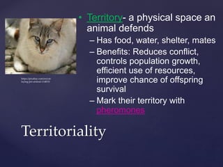 Animal behaviors | PPTX