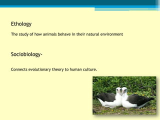 Animal behaviour | PPTX