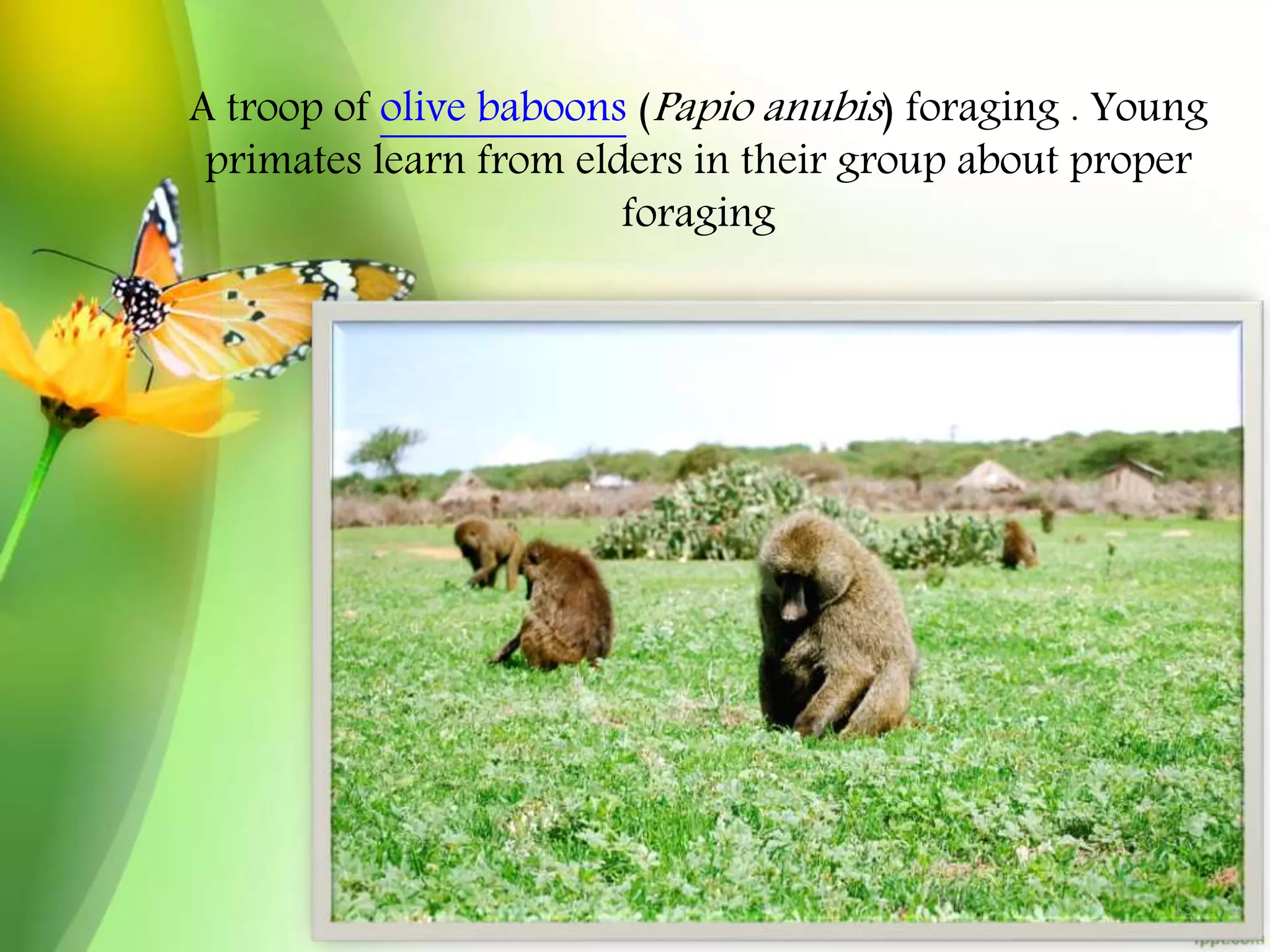 Animal behaviour | PPT